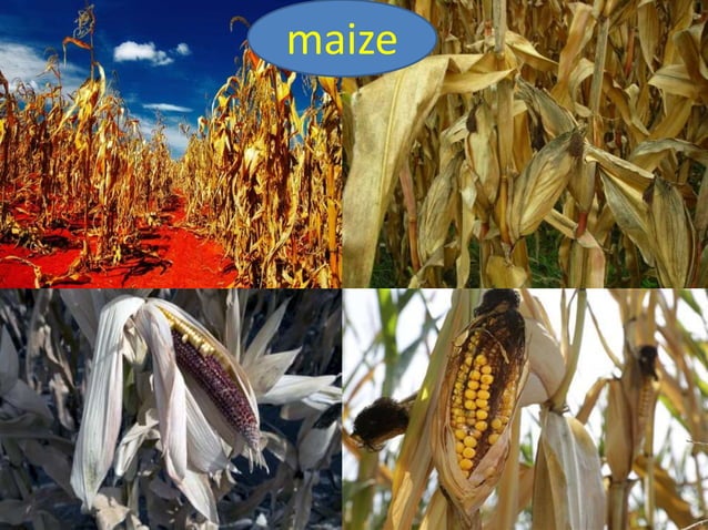 Heat waves and its effect on crops.pptx | Agriculture | Industries