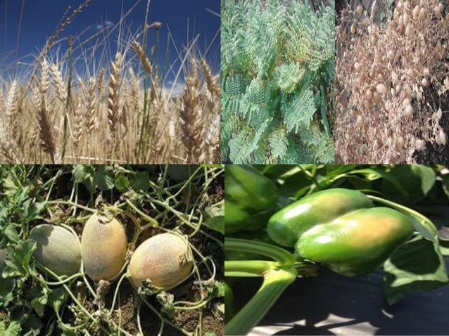 Heat waves and its effect on crops.pptx | Agriculture | Industries