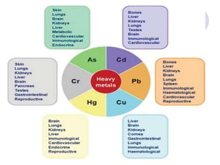 THE HEALTH RISKS OF HIDDEN HEAVY METALS | PPT