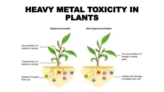 HEAVY METAL TOXICITY IN PLANTS: Causes and Effectspptx | PPTX