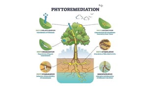 HEAVY METAL TOXICITY IN PLANTS: Causes and Effectspptx | PPTX