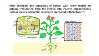 HEAVY METAL TOXICITY IN PLANTS: Causes and Effectspptx | PPTX