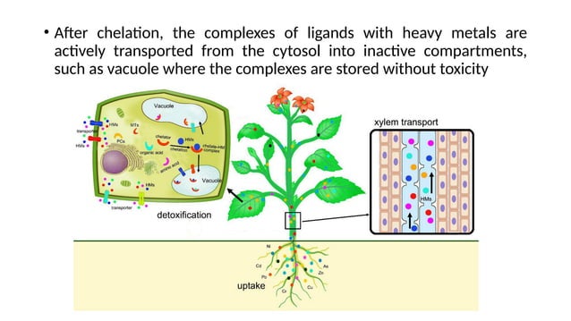 HEAVY METAL TOXICITY IN PLANTS: Causes and Effectspptx | PPTX