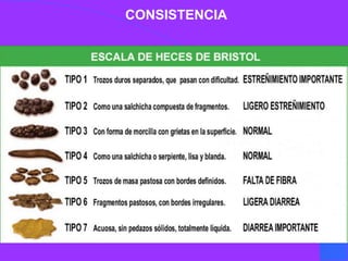Heces | PPSX