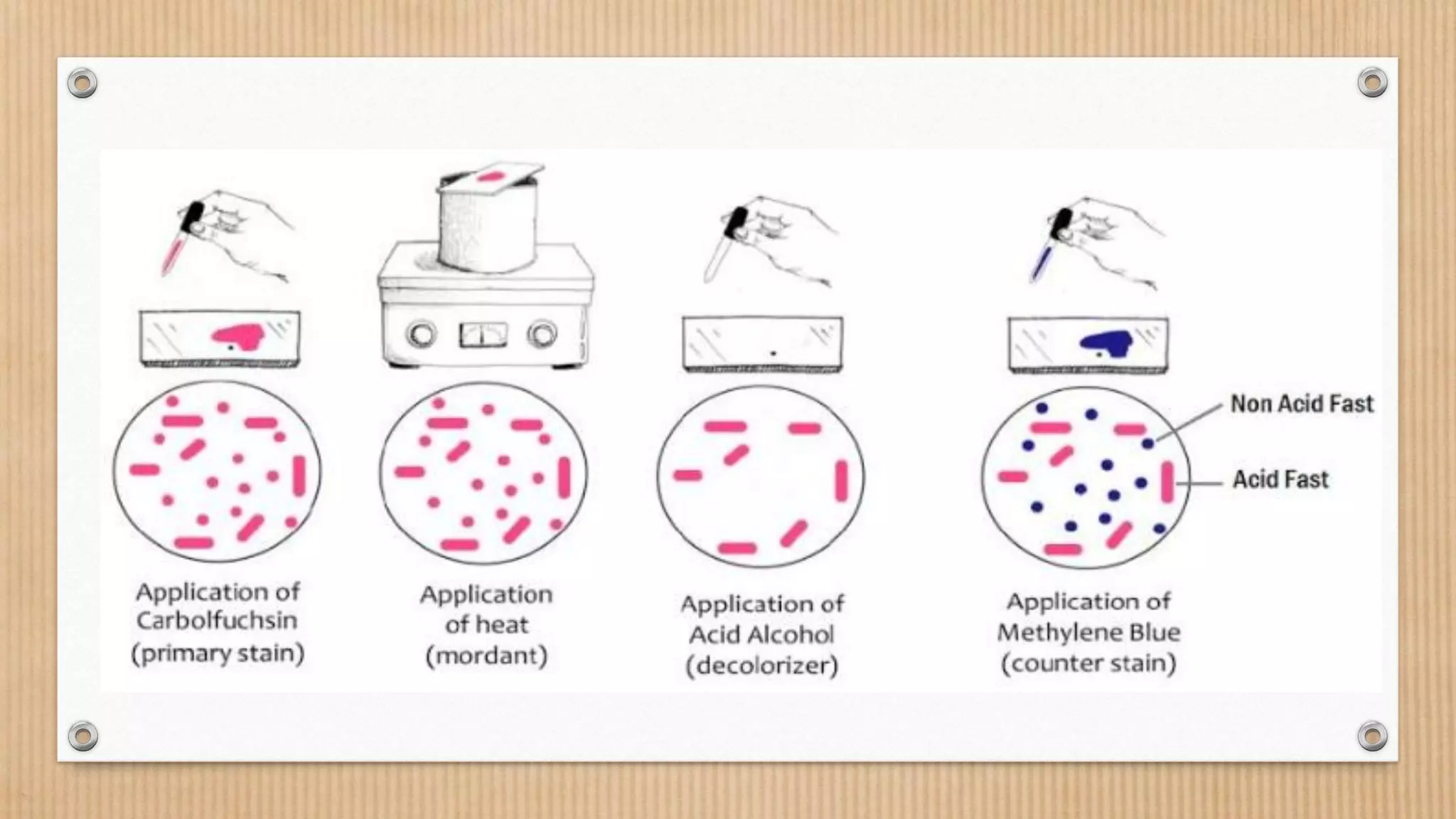 Fundamental Principal of Microbiology | PDF