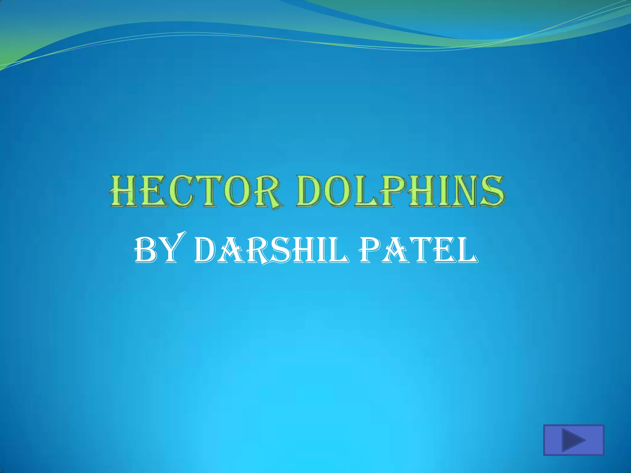 Hector dolphins | PPT