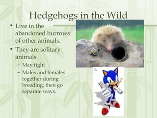 Hedgehog | PPT