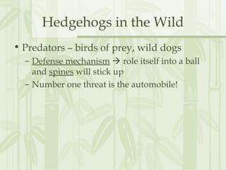 Hedgehog | PPT