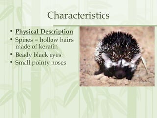 Hedgehog | PPT