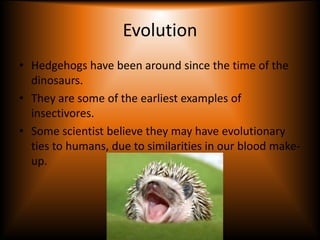 Hedgehog copy | PPTX