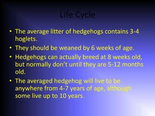 Hedgehog copy | PPTX