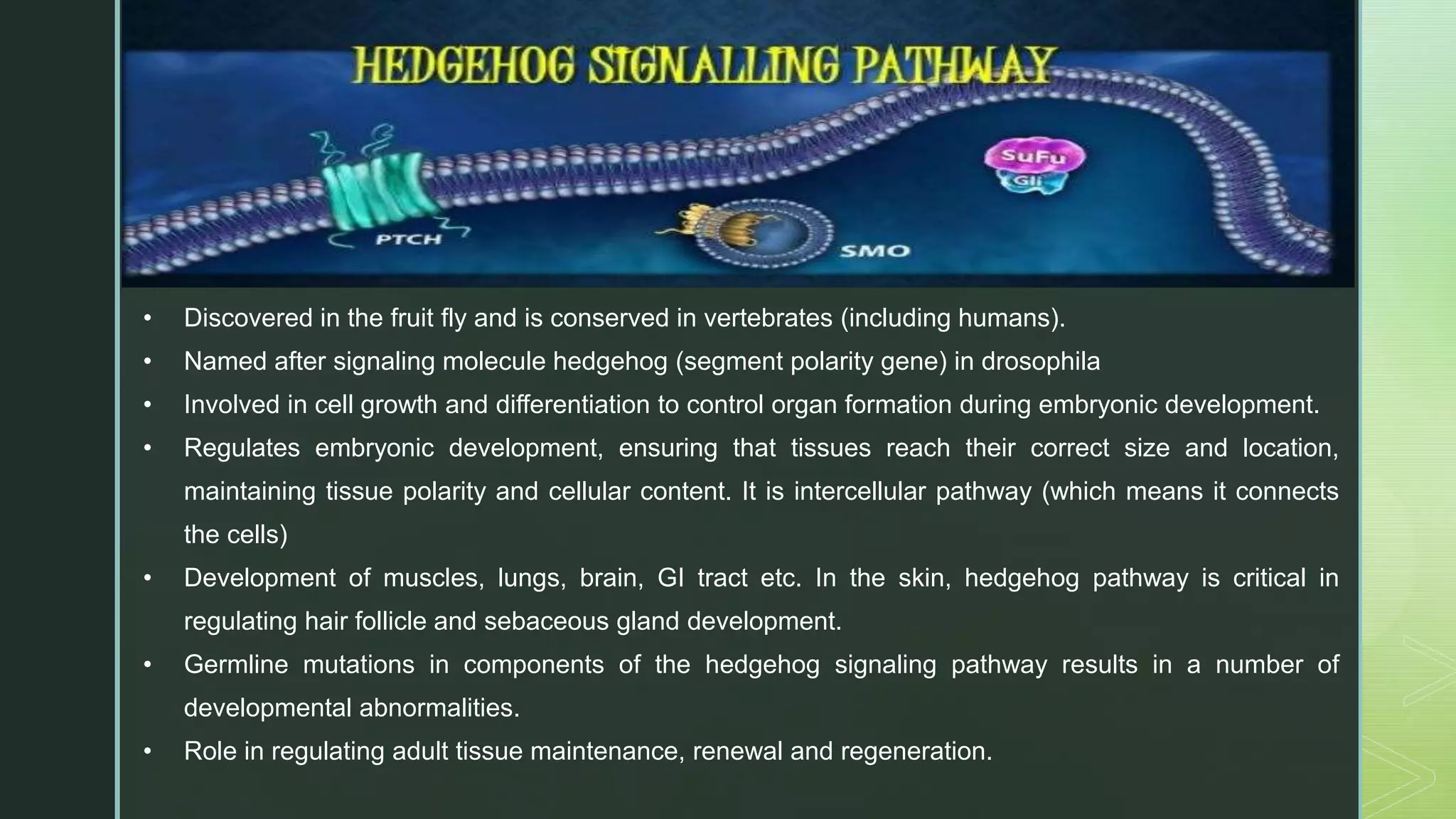 Hedgehog pathway | PPTX