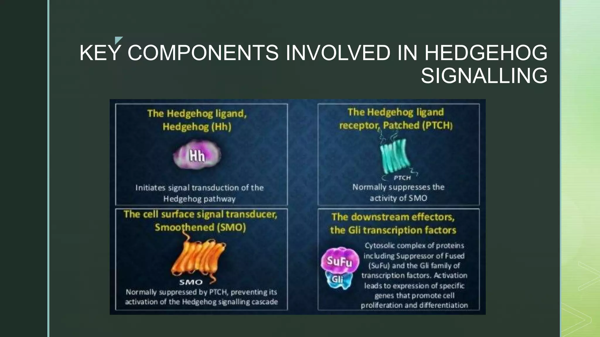 Hedgehog pathway | PPTX