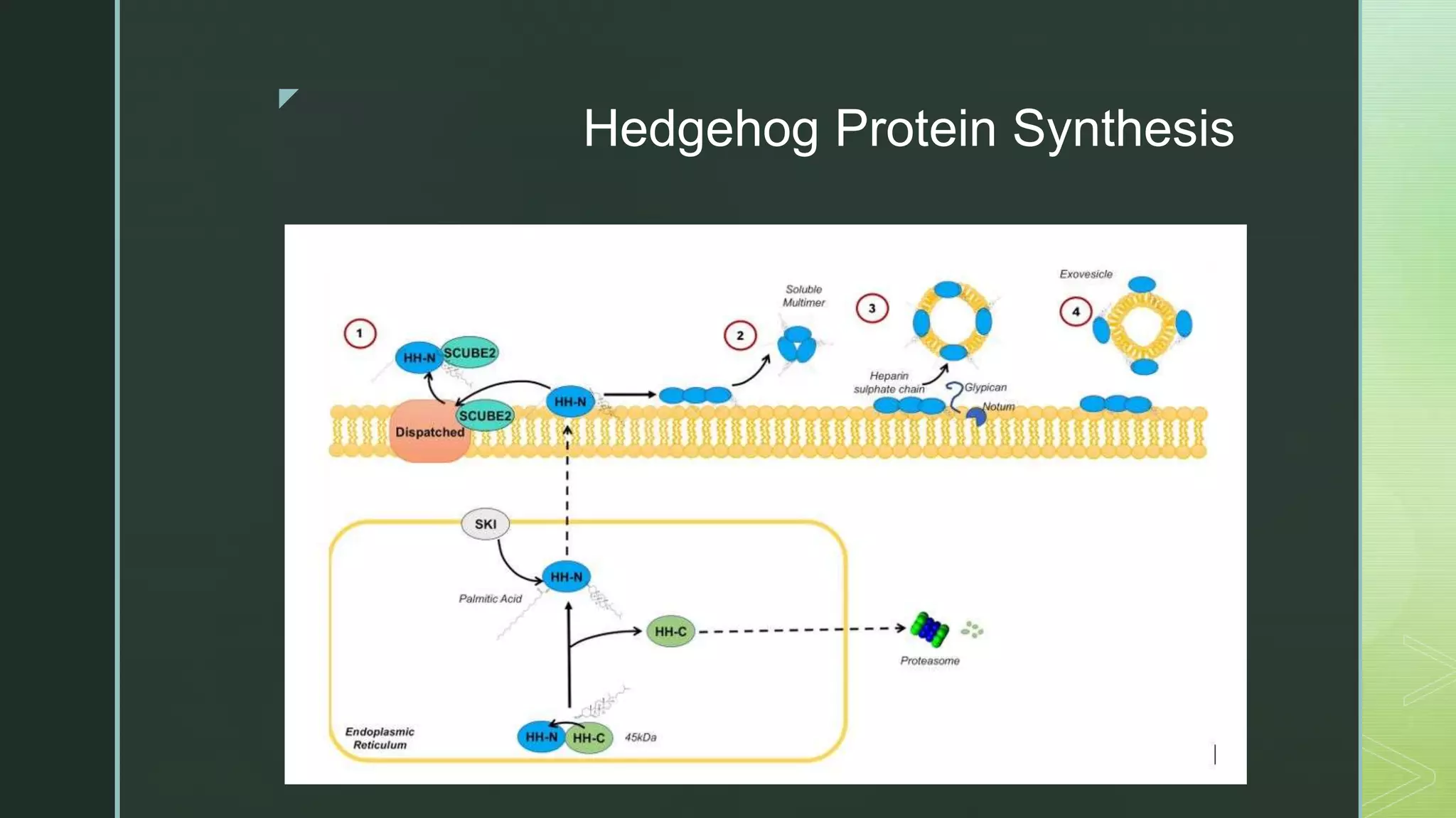 Hedgehog pathway | PPTX