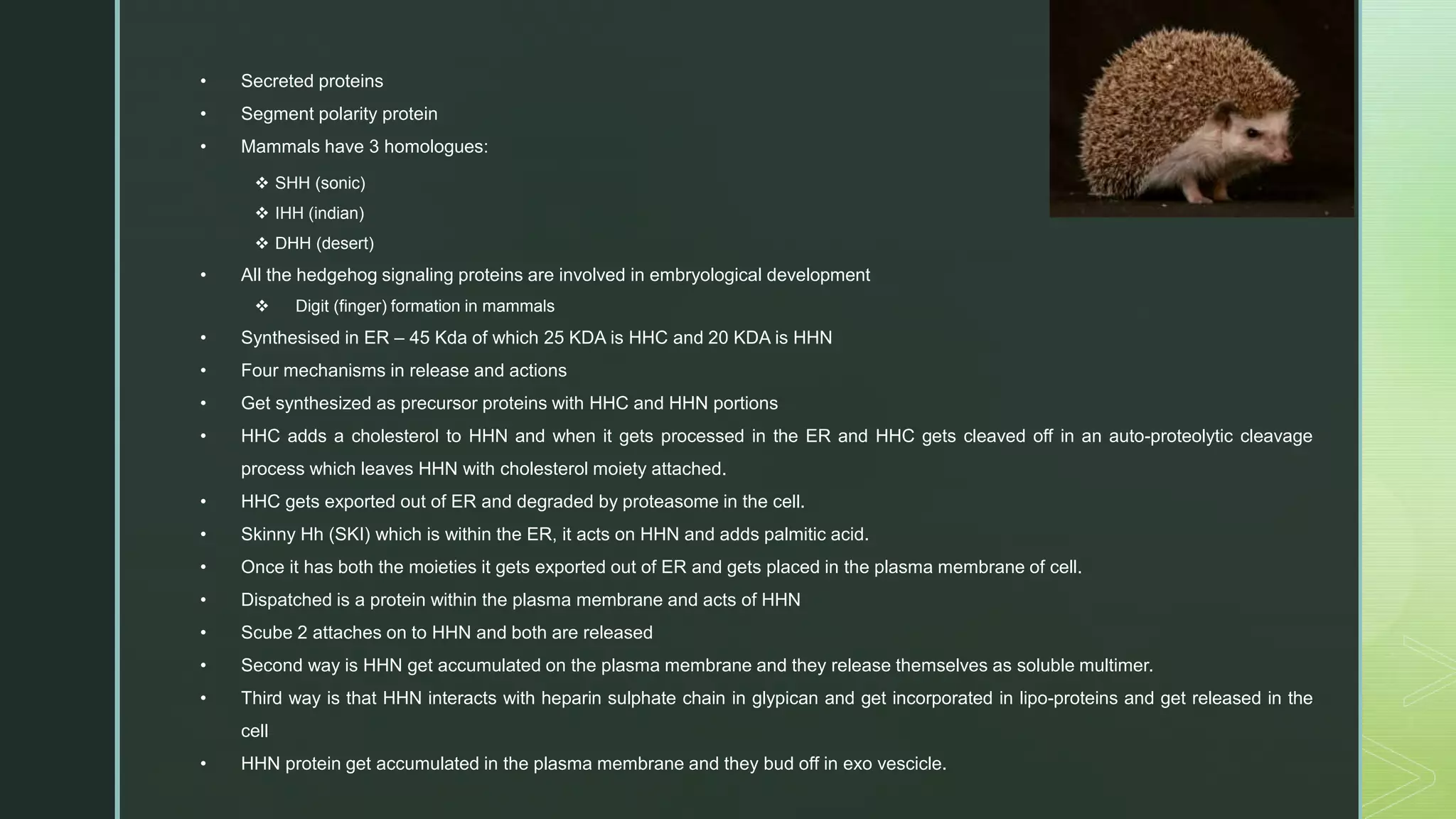 Hedgehog pathway | PPTX