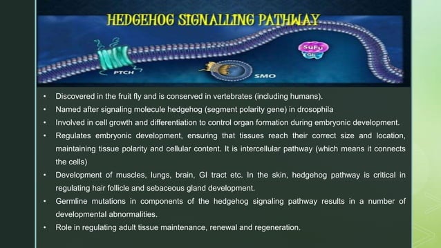 Hedgehog pathway | PPTX | Cancer | Diseases and Conditions