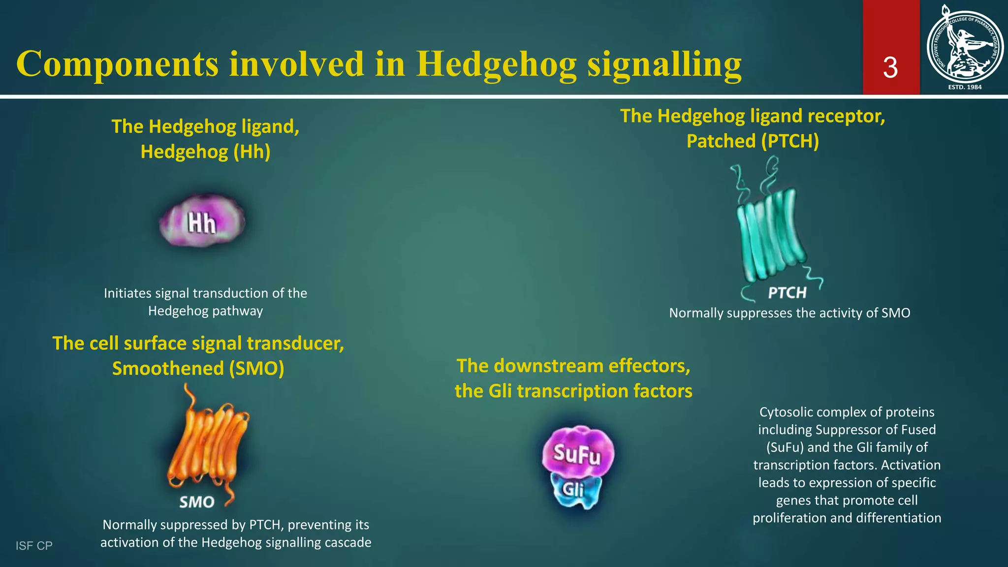 Hedgehog Pathway | PPTX