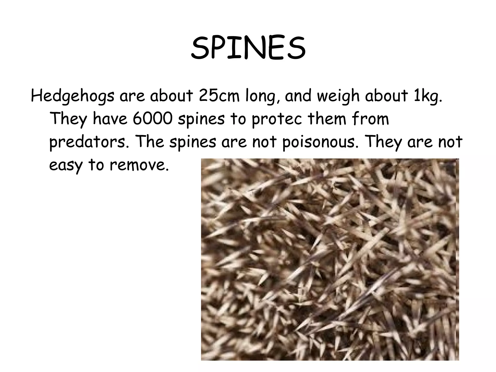 Hedgehogs | PPT