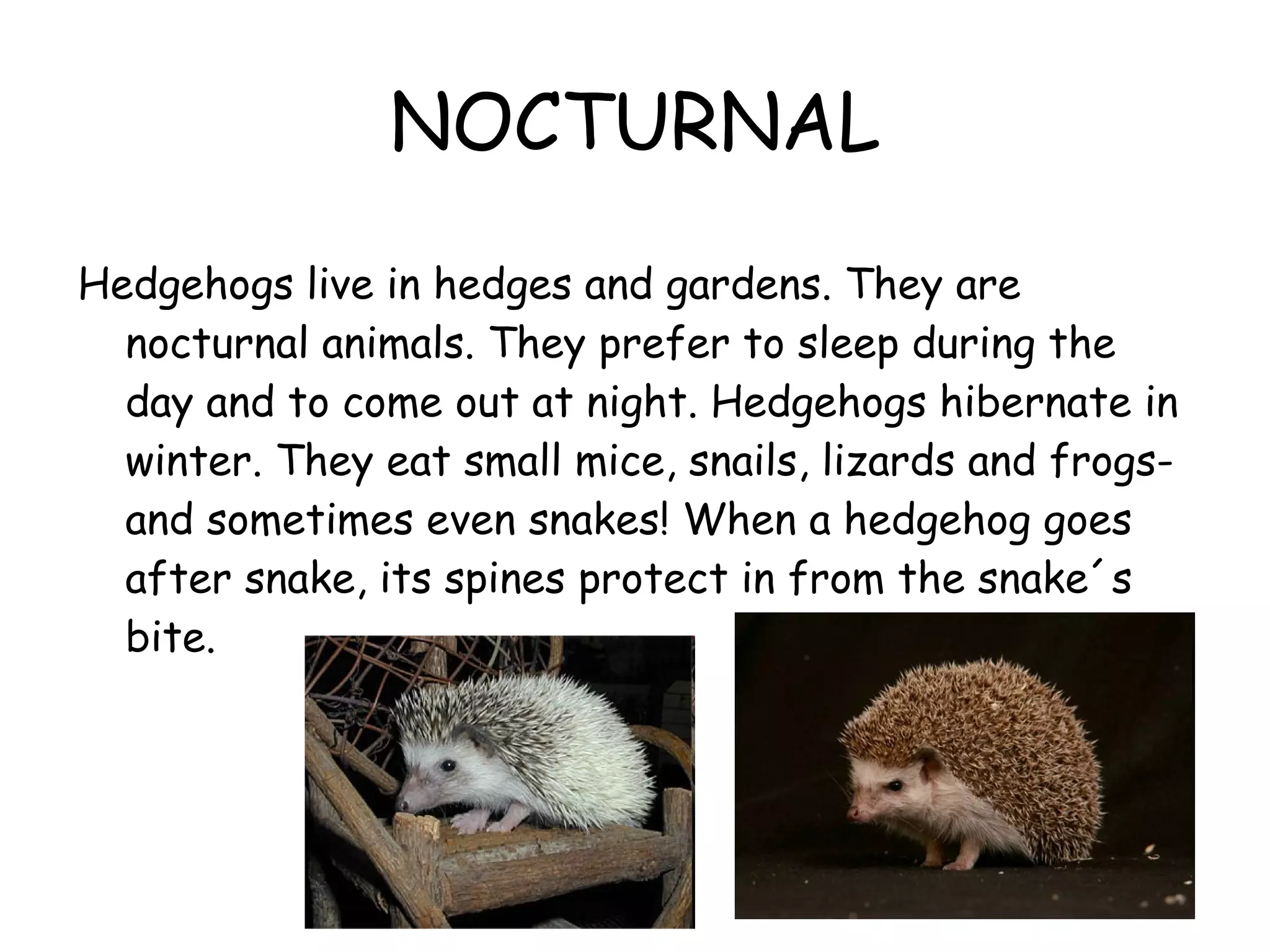 Hedgehogs | PPT