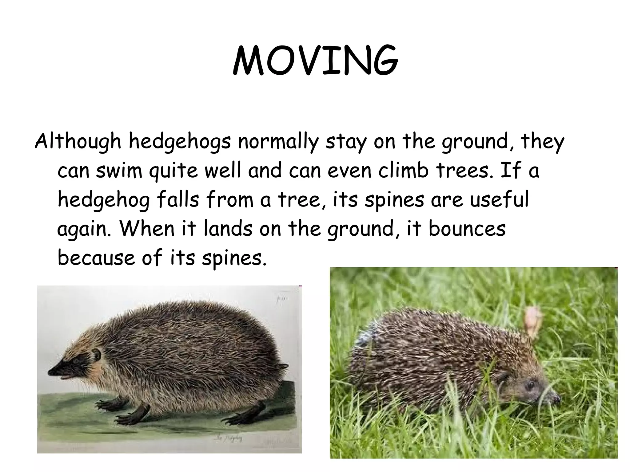 Hedgehogs | PPT | Cats | Pets