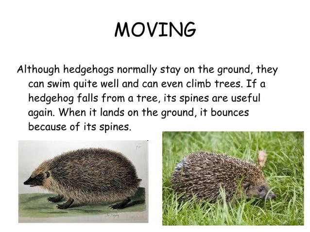 Hedgehogs | PPT