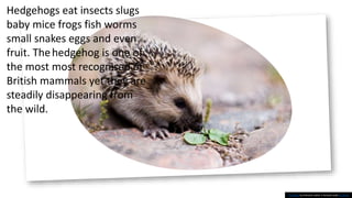 Hedgehog savers | PPTX