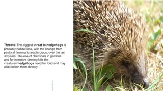 Hedgehog savers | PPTX