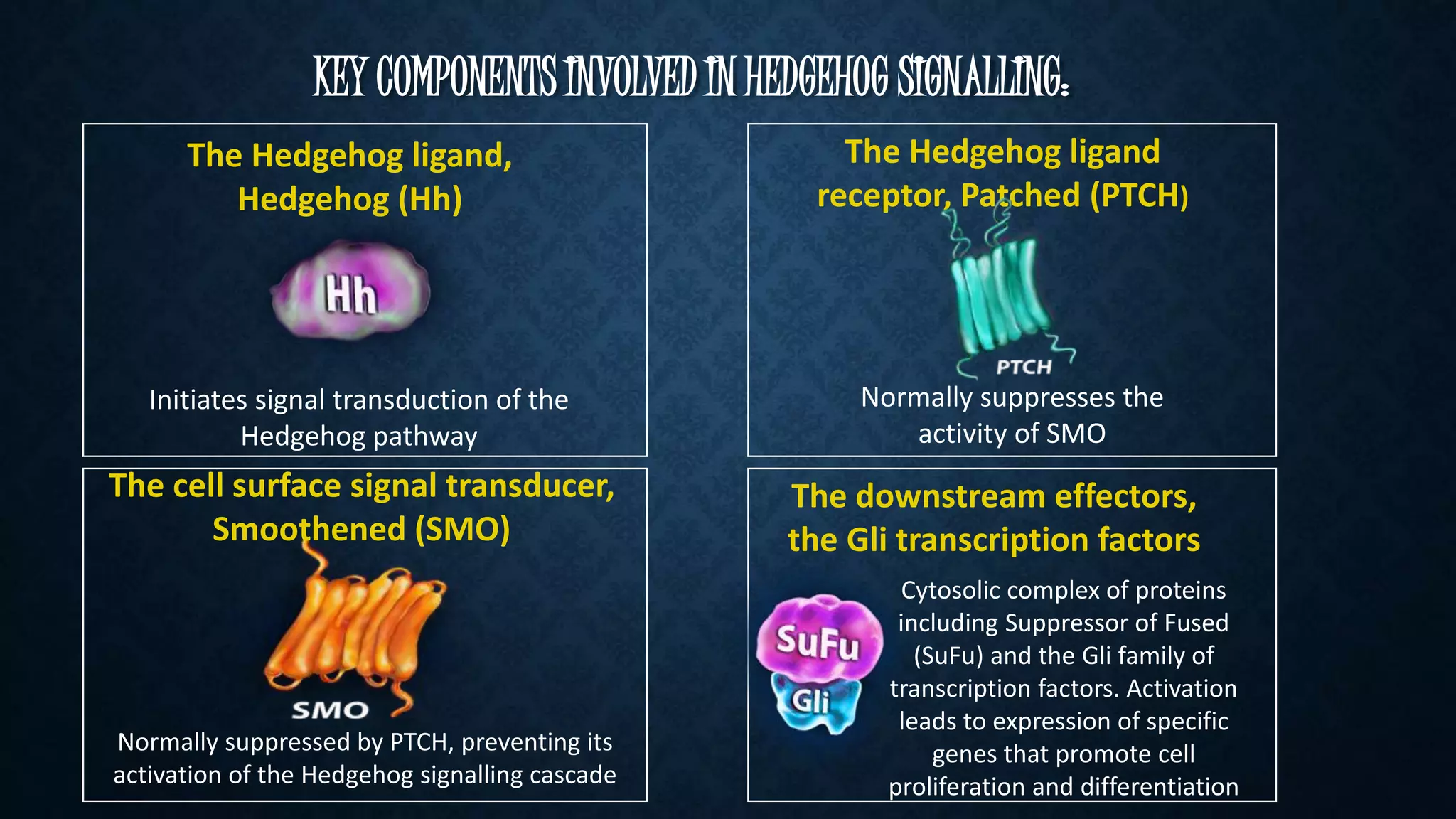 Hedgehog signalling pathway presentation | PPTX