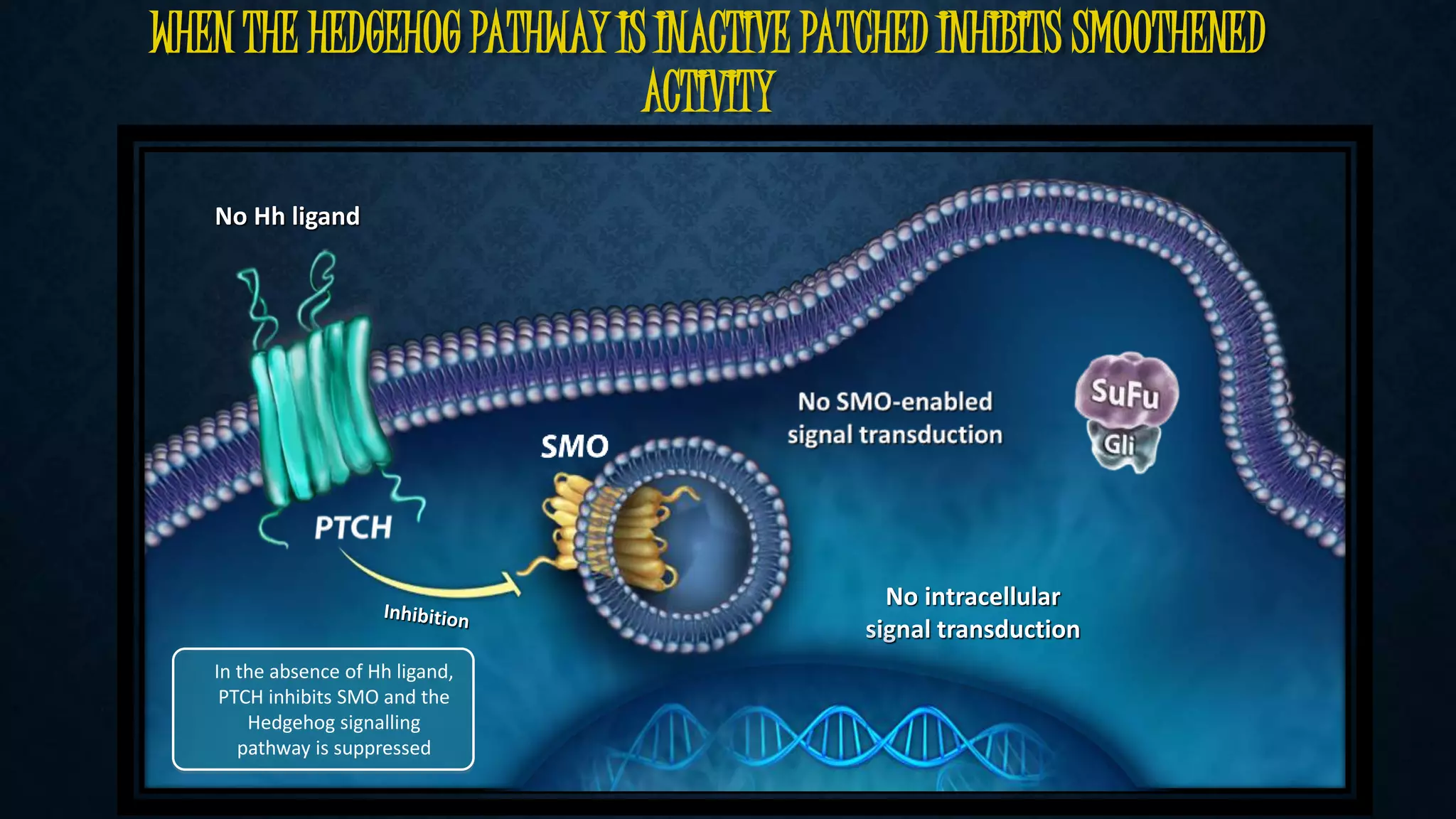 Hedgehog signalling pathway presentation | PPTX