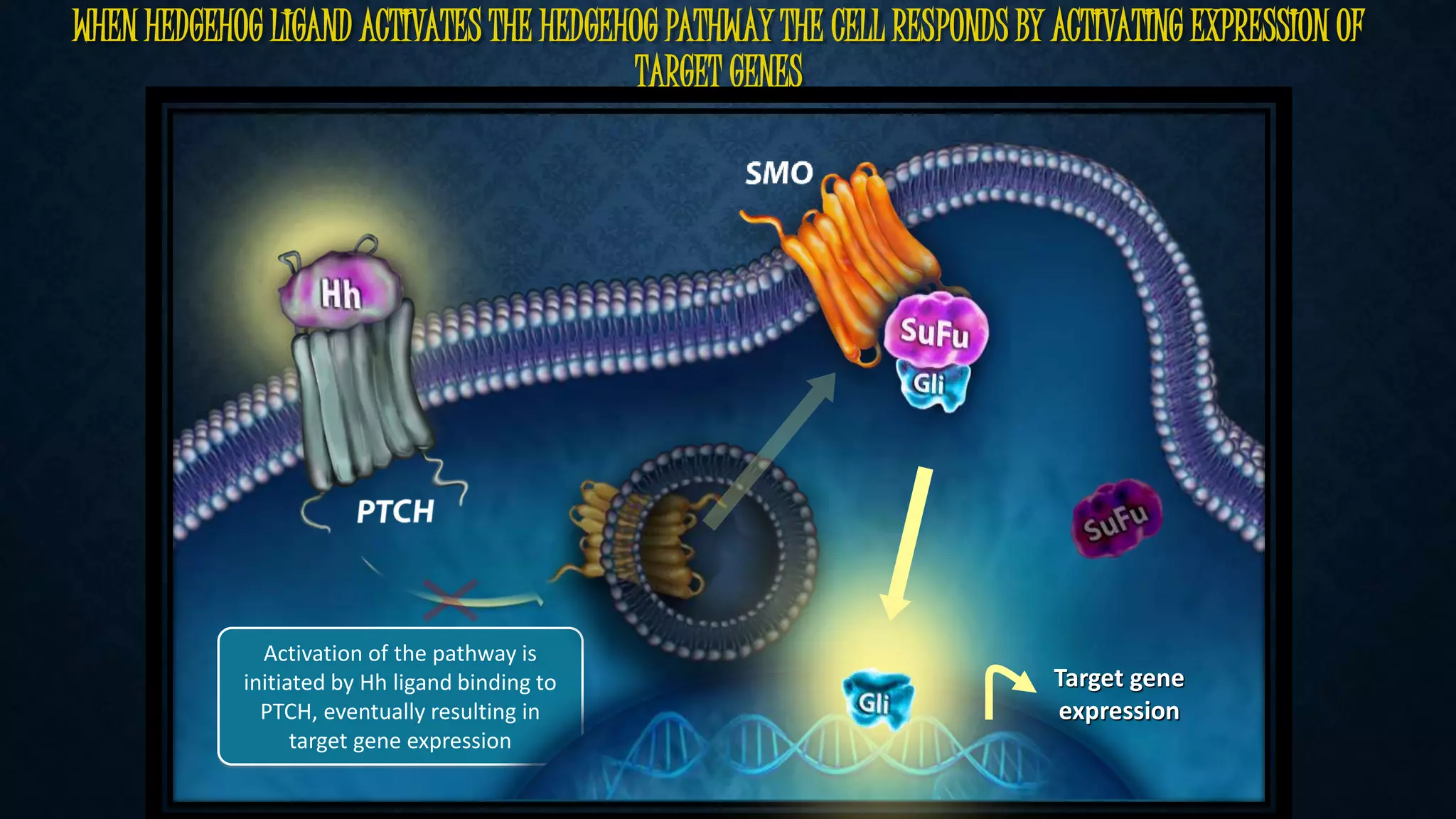 Hedgehog signalling pathway presentation | PPTX