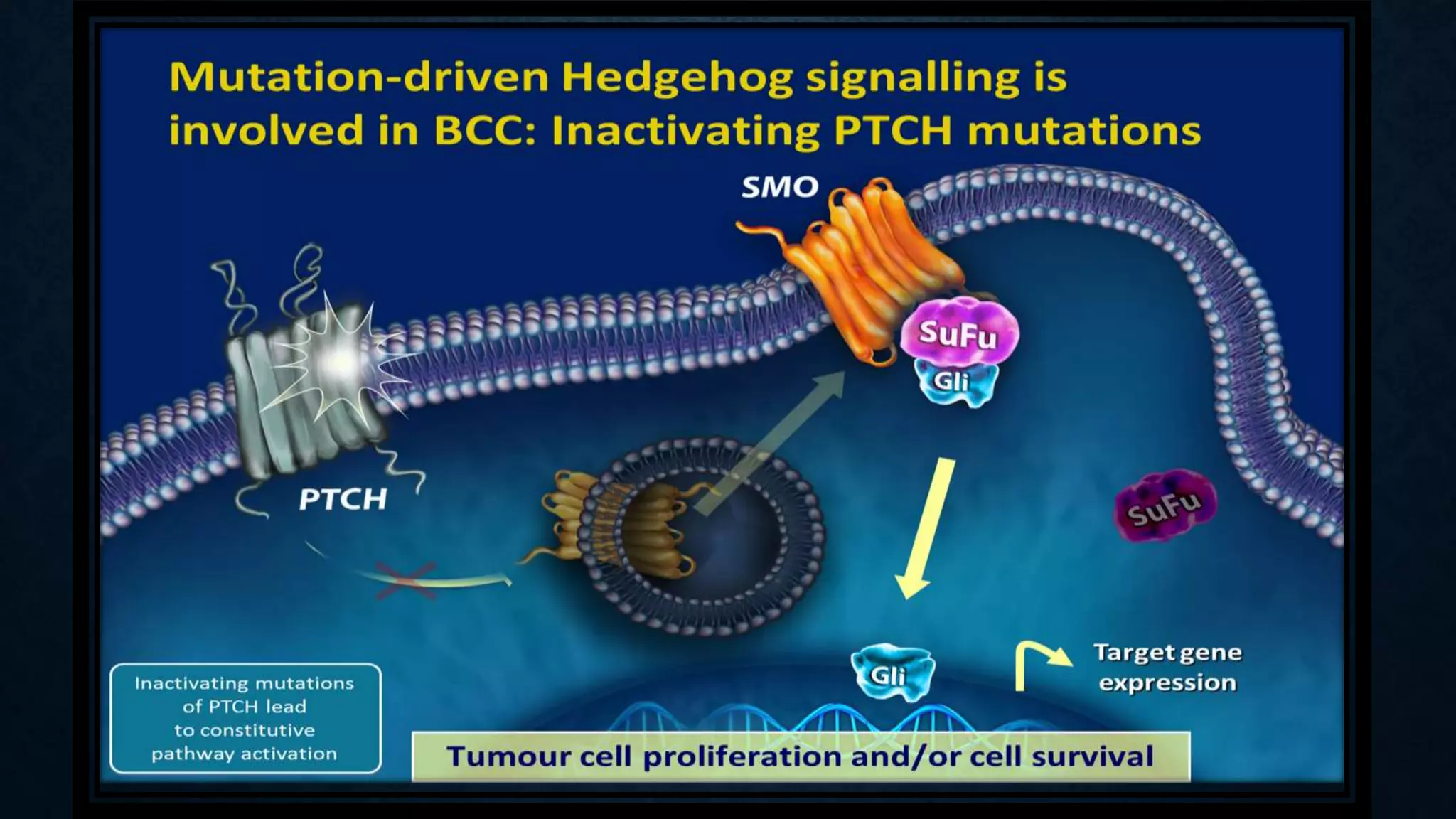 Hedgehog signalling pathway presentation | PPTX