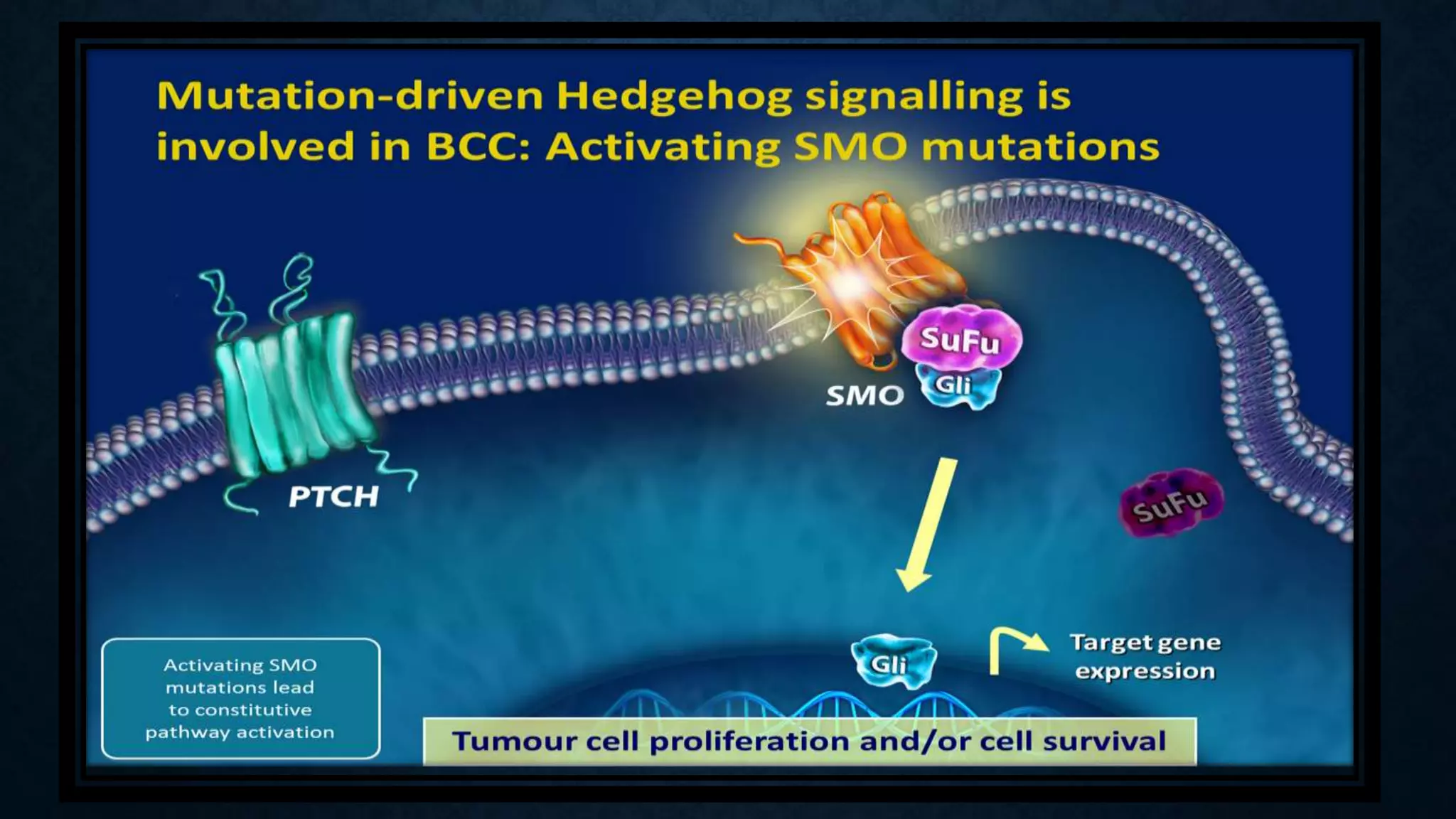 Hedgehog signalling pathway presentation | PPTX