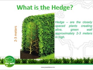 Hedge project | PPTX