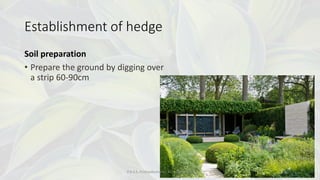 hedges.pdf