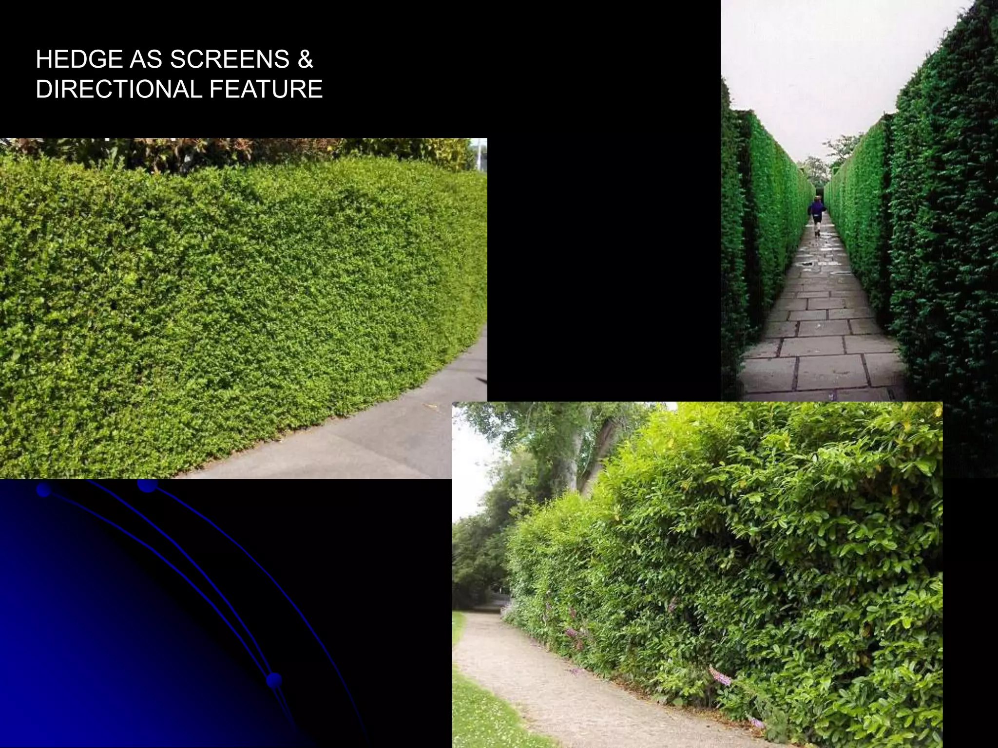 Hedges , edges & topiary ed | PPT