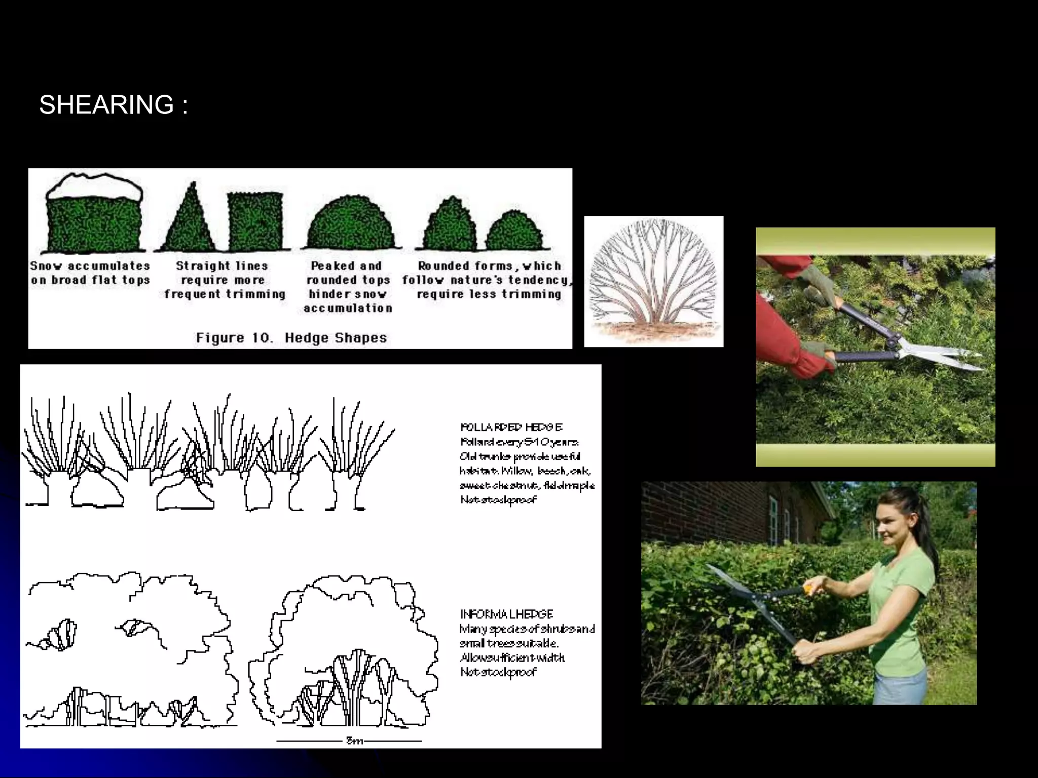 Hedges , edges & topiary ed | PPT