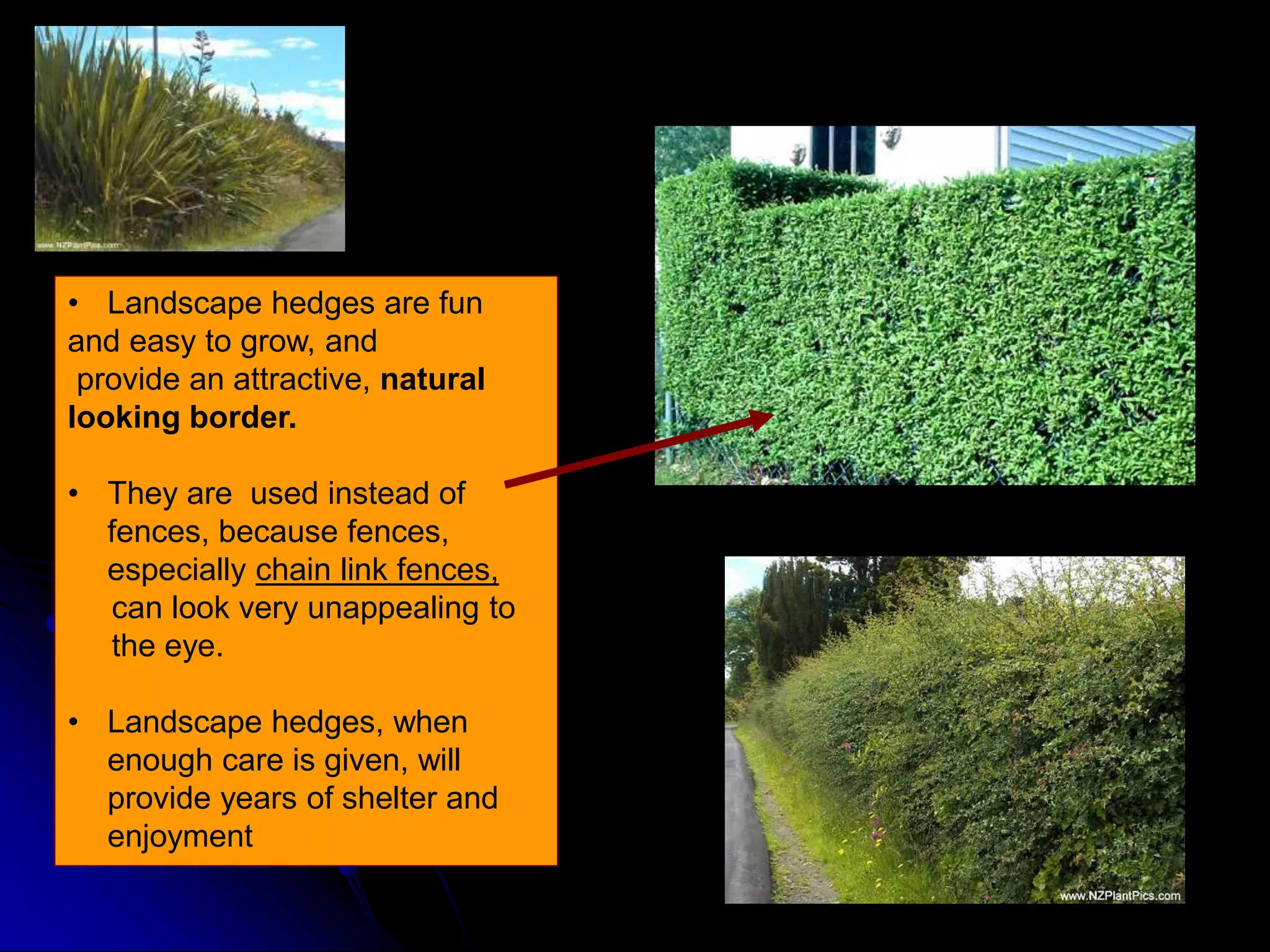 Hedges , edges & topiary ed | PPT