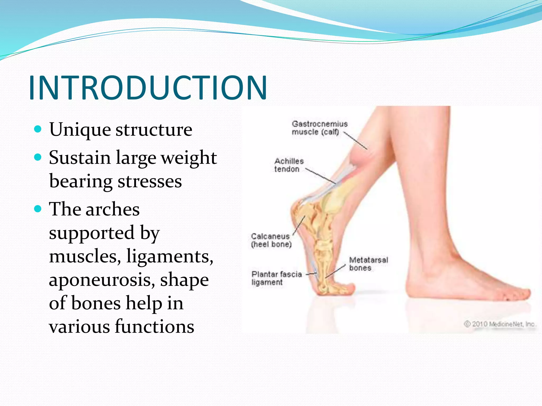 Heel pain and plantar fasciitis | PPTX