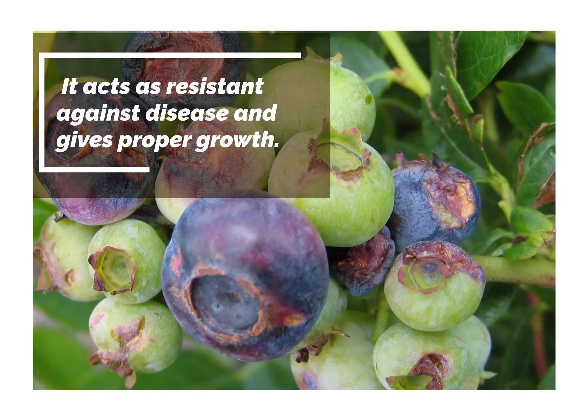 Heera zinc plus | PDF