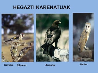 Hegazti motak | PPTX
