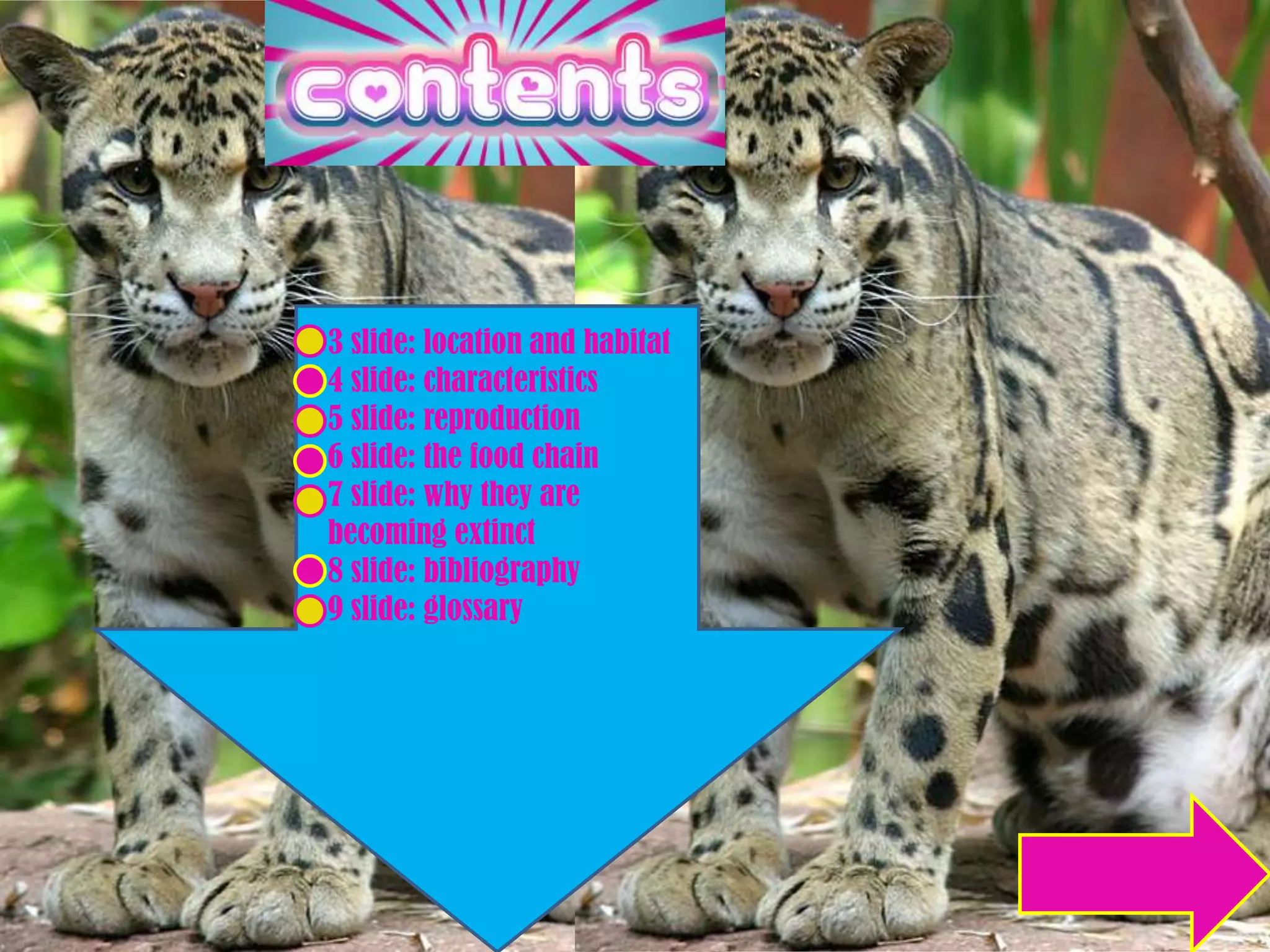 Clouded Leopard | PPTX