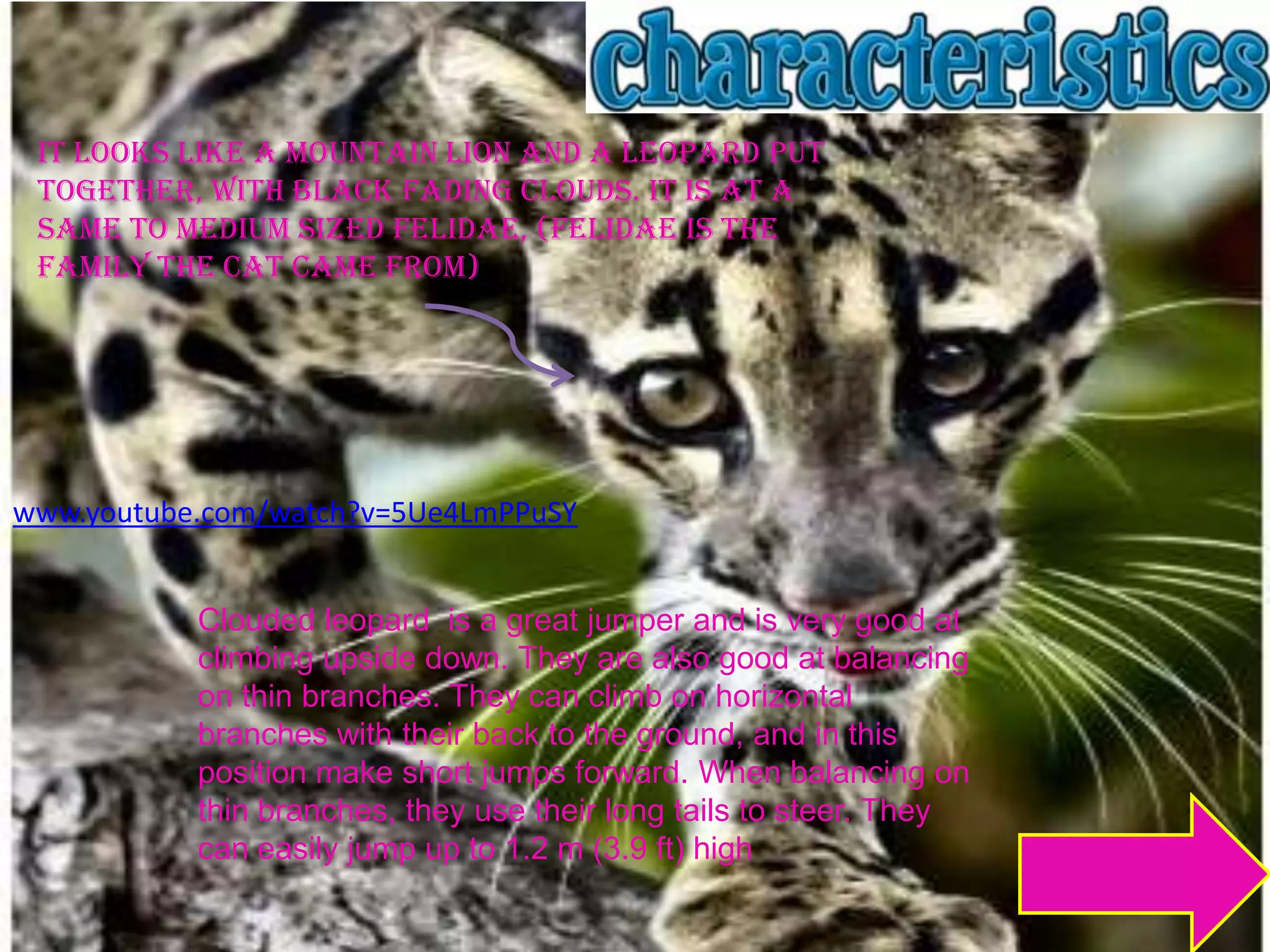 Clouded Leopard | PPTX