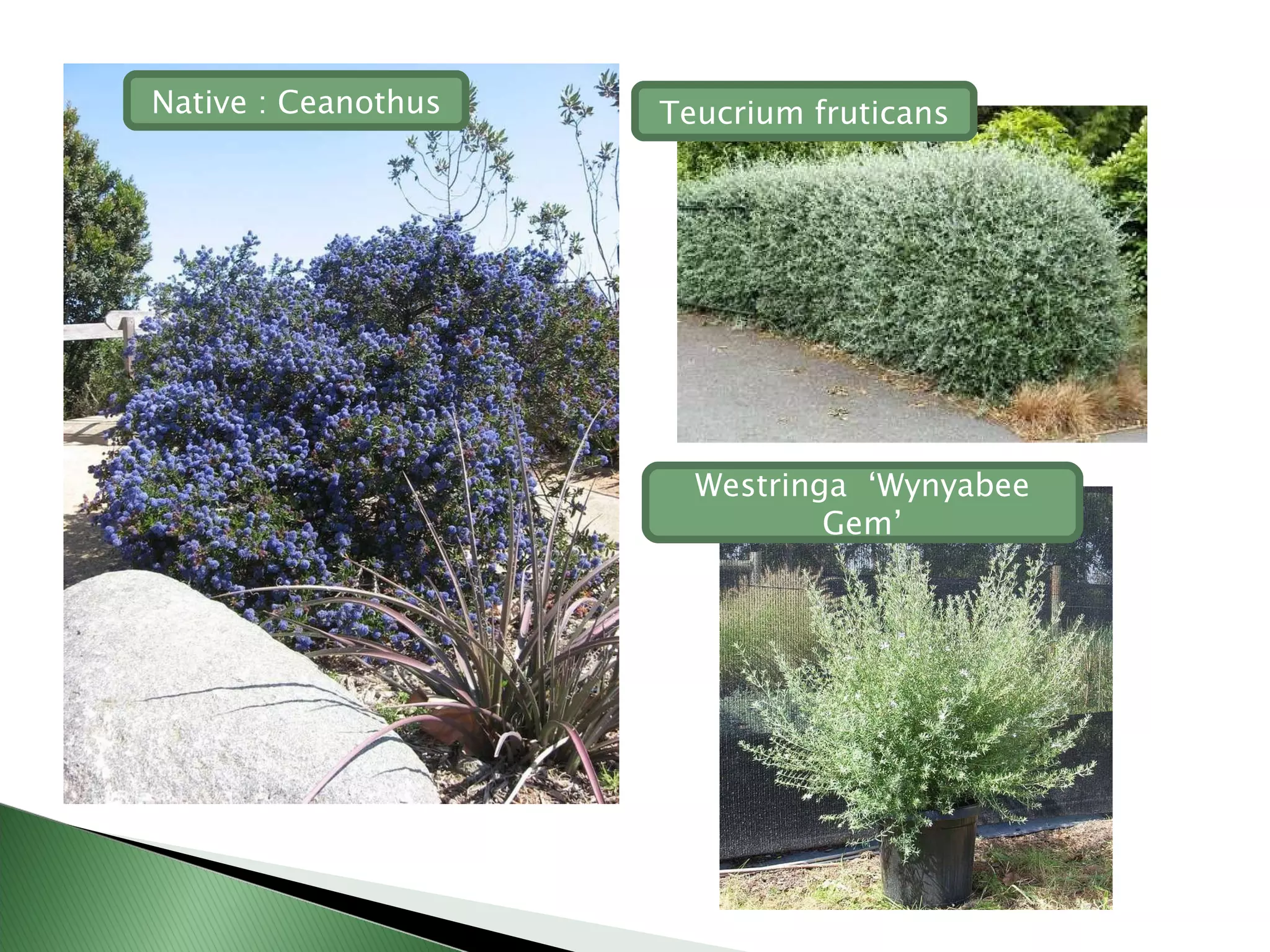 Hei Plant Options W Pics | PPT