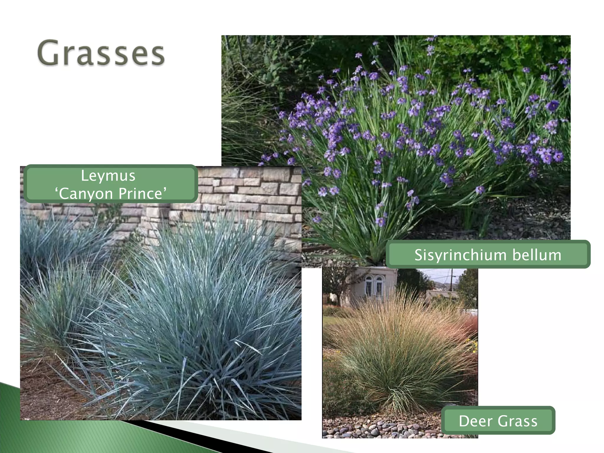 Hei Plant Options W Pics | PPT