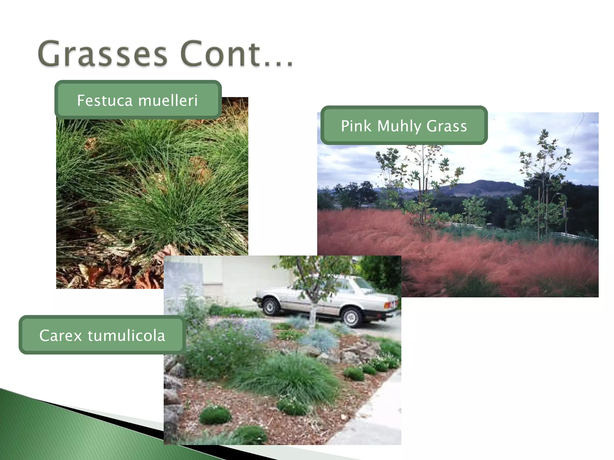 Hei Plant Options W Pics | PPT