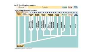 HEIRARCHICAL TAXONOMIC CLASSIFICATION.pptx