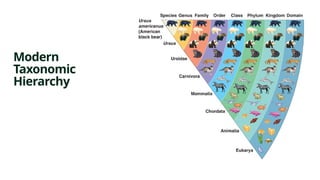 HEIRARCHICAL TAXONOMIC CLASSIFICATION.pptx
