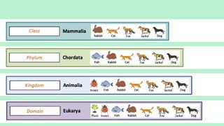 HEIRARCHICAL TAXONOMIC CLASSIFICATION.pptx