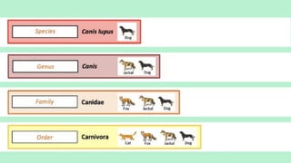 HEIRARCHICAL TAXONOMIC CLASSIFICATION.pptx