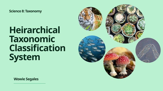 HEIRARCHICAL TAXONOMIC CLASSIFICATION.pptx